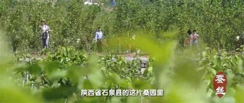 快报名丨石泉所辖乡镇供电所招10人 招聘 工作 毕业生
