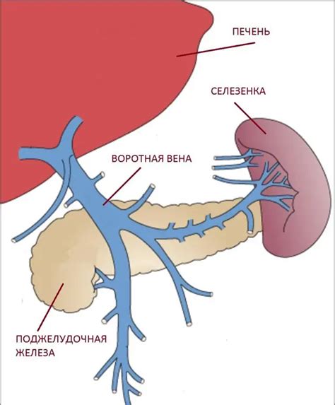 Anatomy Of The Portal Vein Of The Liver Its Tributaries And The Norm