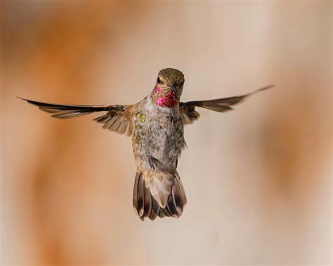 Annafunmiсливвидео Photos Download The Best Free Annafunmiслив