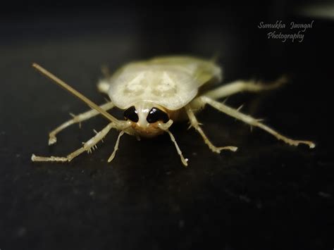 Freshly Molted Cockroach Project Noah