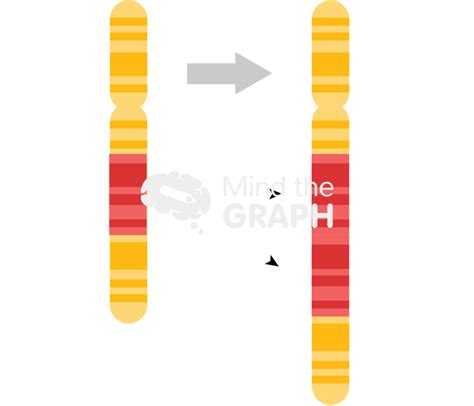 Duplication