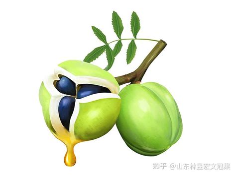 文冠果为什么被称为中华第一果 知乎