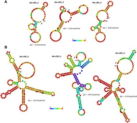 Predicted Secondary Structures Of The 5′ Utr And 3′ Utr Sequences Of