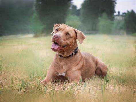 Are Pitbulls Dangerous Understanding Dog Bite Laws