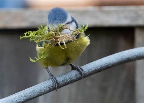 How Fast Can A Bird Build A Nest The Race Against Time