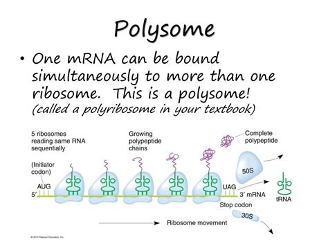 Ppt Translation From Rna To Protein Powerpoint Presentation Free
