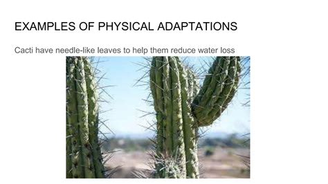 Adaptations Primary 6pptx