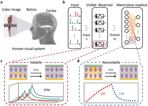 Integrated Optical Neural Network Based On Full Vdw Ambipolar