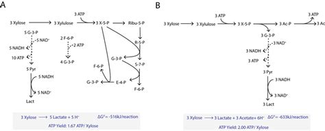 Figure S5 Comparison Of ATP Yields And Thermodynamics With A Download Scientific Diagram