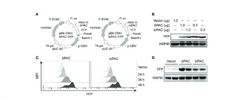 Overexpression Of Bpac Or Bipac In Raw 2647 Cells A Plasmid Scheme