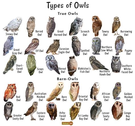 Owl Facts Types Classification Habitat Diet Adaptations Pictures