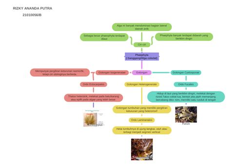 Phaephyta Ganggangalga Cokelat Ectocarpus Laminaria Fucus Rizky