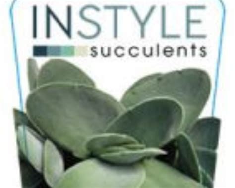 Crassula Dubia The Plant Cellar