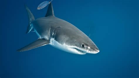 The Great White Shark Adaptations Behavioral Structural