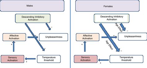 Proposed Neural Model Of Pain Ageing And Sex Download Scientific Diagram