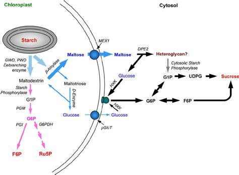 Degradation Of Starch In Plants An In Depth Exploration