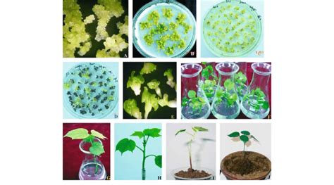 Genetic Transformation And Plant Regeneration A Ec Pre Cultured For