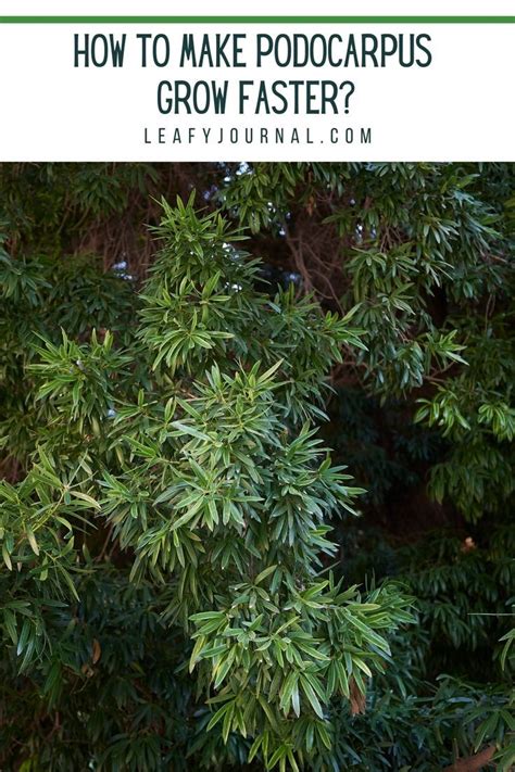 How To Make Podocarpus Grow Faster Podocarpus Macrophyllus Care