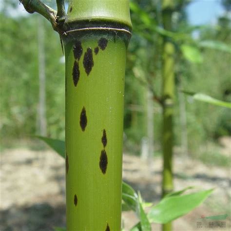 基地供应 湘妃竹 盆栽庭院行道观赏 斑竹 园林小区绿化配植竹苗基地种植厂家产地报价单宿迁辰全园林有限公司