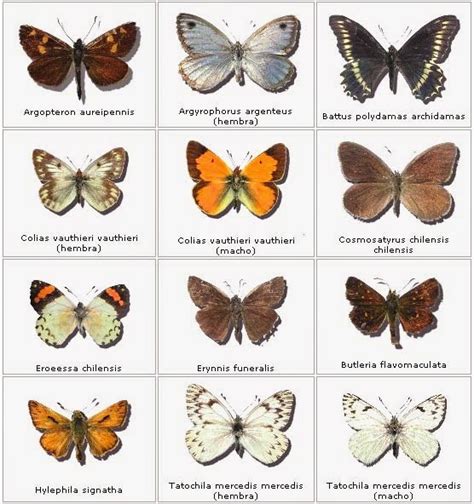 Tipo De Mariposas Noviembre