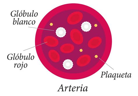 ¿cómo Funciona La Vejiga Roche Pacientes