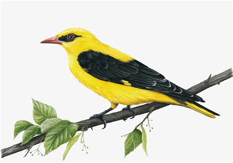 Eulbergs Tönende Tierwelt Pirol Mit Hang Zur Akrobatik Spektrum Der