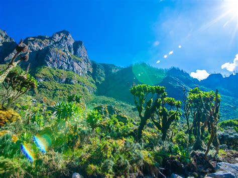 Vegetation Rwenzori Expeditions