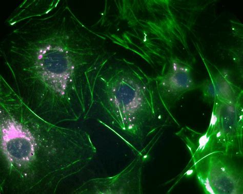 Lipibright™ Fluorogeneic Lipid Droplet Probes