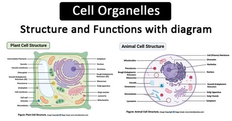Animal Cells Label The Organelles