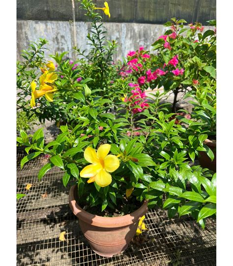 Buy Allamanda Cathartica Golden Trumpet Vine Guan Lee Heng