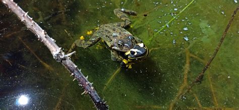 Love Is Blind Interspecific Amplexus Of Two Anuran Species The Common