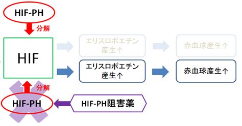 Hif Ph阻害薬の比較薬局業務note