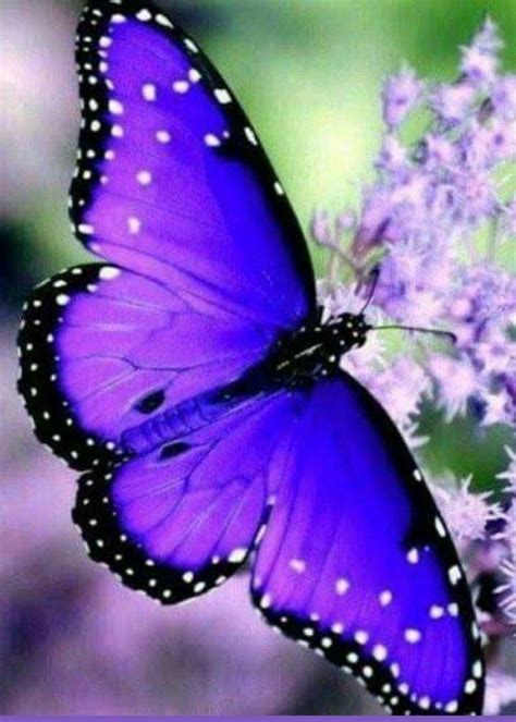 Pin De Susana Moraes Piloni En A Audiência Fotos De Mariposas Clases De Mariposas Papel
