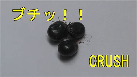 鹿の血たっぷり吸ったマダニをつぶす Part6 Youtube