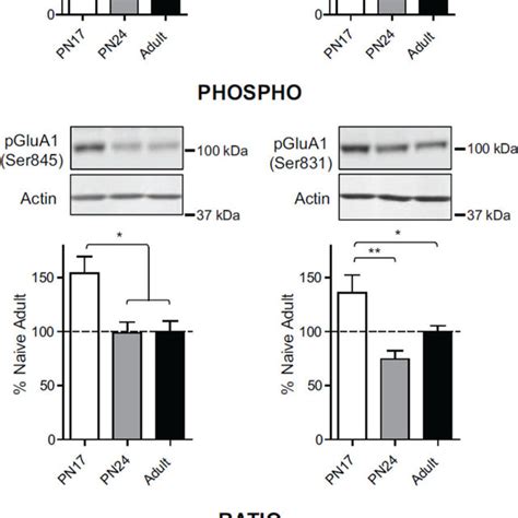 Significant Increase Of Glua1 And Glua2 Ampa Receptor Subunit