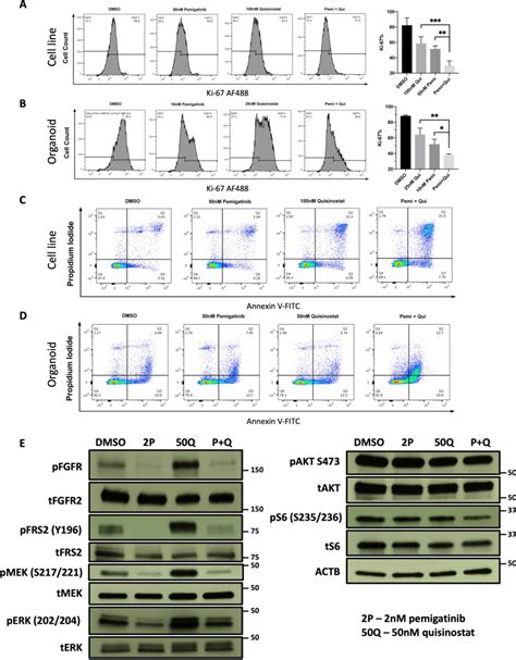 Leveraging Patient Derived Models Of Fgfr2 Fusion Positive Intrahepatic