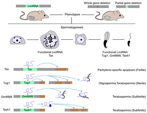 Ncrna Free Full Text Lncrna Functional Screening In Organismal