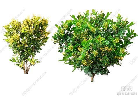 Psd免抠香水米兰灌木植物下载【id1152115536】undefined