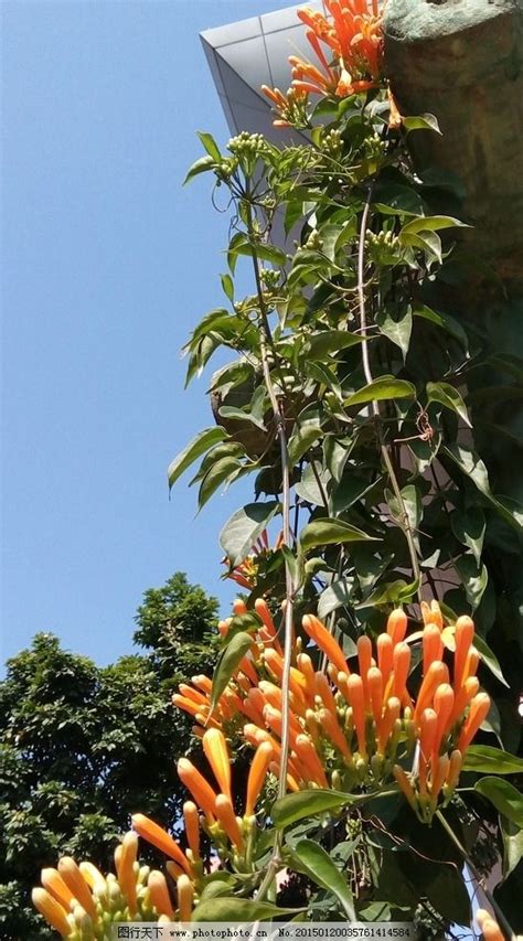 爆竹花图片花草树木自然风景 图行天下素材网