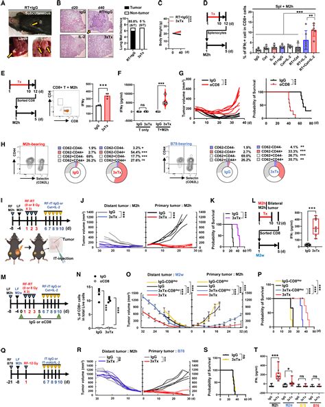 Nk Cells Propagate T Cell Immunity Following In Situ Tumor Vaccination
