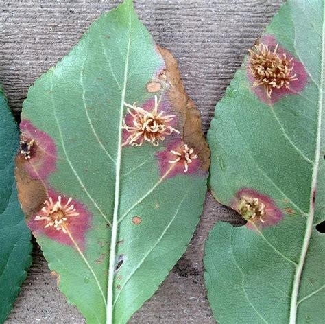 Cedar Apple Rust Treatment Identify Control And Prevention Tips