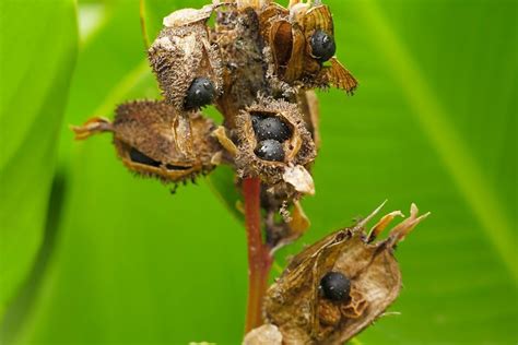 Free Picture Seed Nature Wildlife Flora Grass Detail Macro