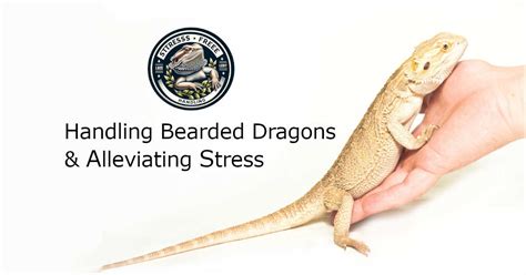 Mastering The Art Of Handling Bearded Dragons Without Stress