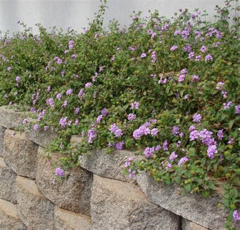 Lantana Montevidensis Trailing Lantana The Plant Store