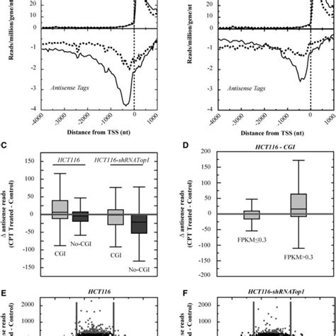 Cpt Rapidly Increases Cellular R Loops A Immunofluorescence Of
