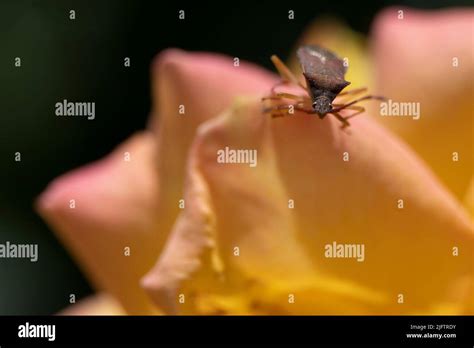 Macro Photograph Of A Leather Edge Bug On An Orange Rose Blue Stock