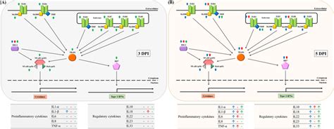 The Modulations Of Pattern Recognition Receptors Prrs Downstream Download Scientific Diagram