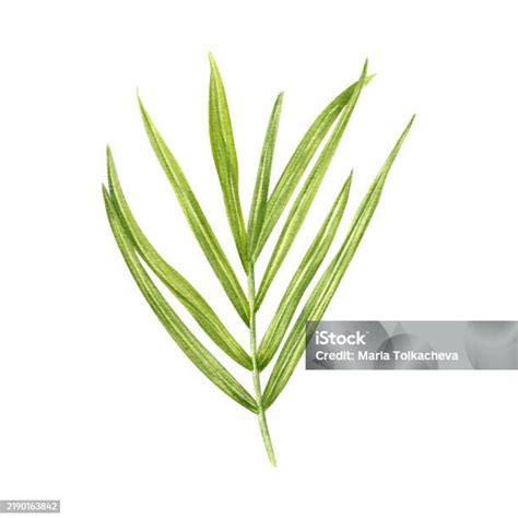 노란색 녹색 야자수 잎 수채화 손 그려진 그림 절연 통하고 있는 백색 배경 간단한 열대 Howea 또는 Areca 나뭇 가지 길쭉한 잎 패키지 디자인을 위한 꽃 이국적인