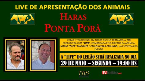 LIVE DE APRESENTAÇÃO DOS ANIMAIS DO HARAS PONTA PORÃ YouTube