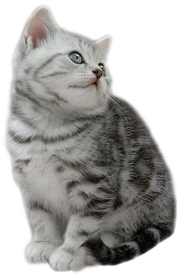 Pin Van Isabelle C Op Anim Chat